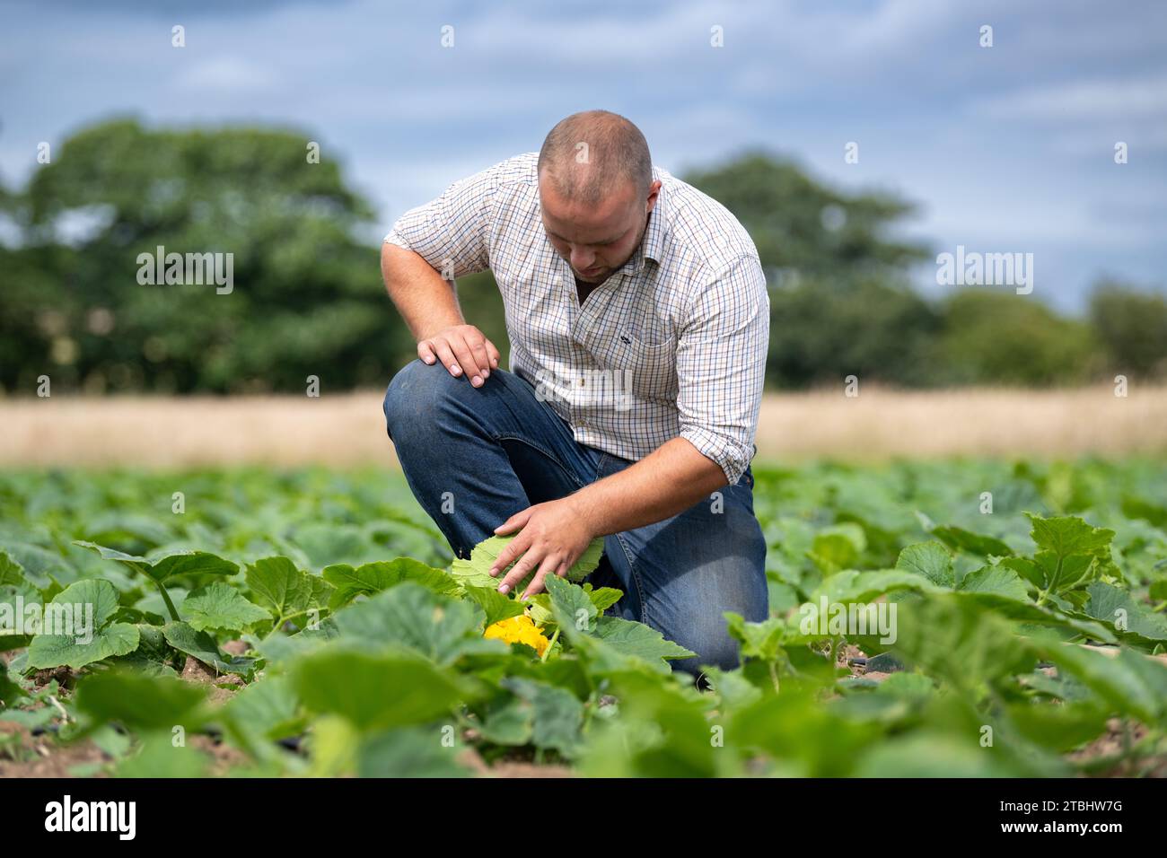 Farmer checking field of young pumpkin plants, Durham, UK Stock Photo ...