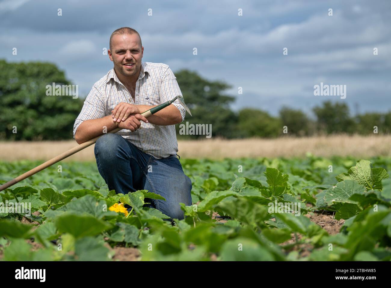 Farmer checking field of young pumpkin plants, Durham, UK Stock Photo ...