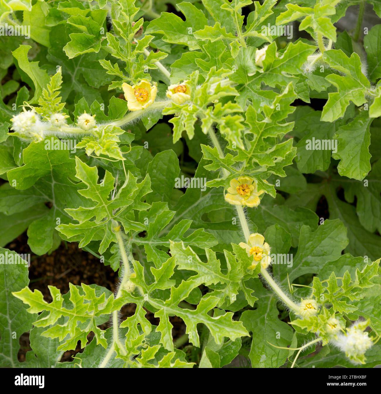 Watermelon flowers in the garden. Watermelon plantation Stock Photo - Alamy