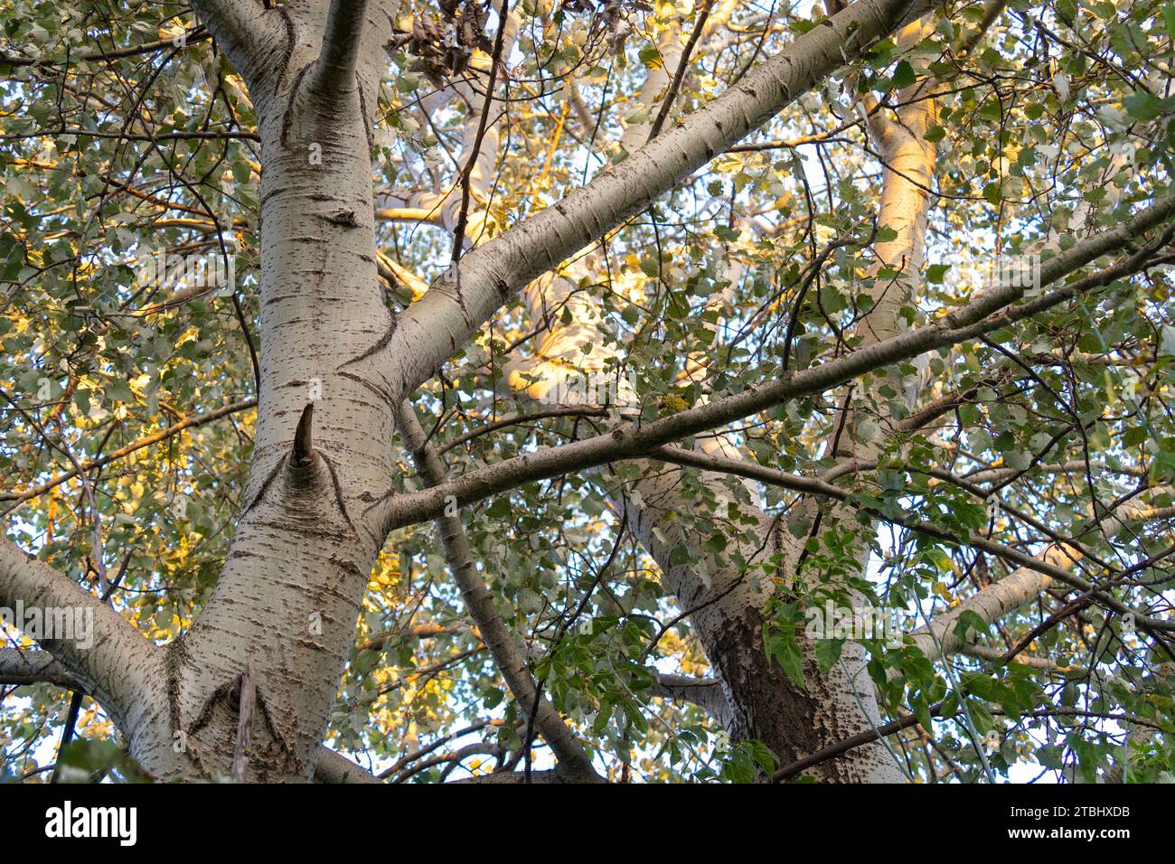 White poplar (populus alba) trunk with white bark Stock Photo - Alamy
