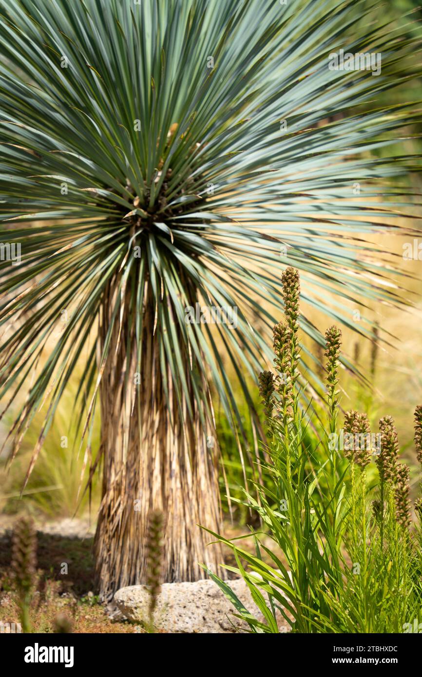 Yucca rostrata, or beaked yucca Stock Photo - Alamy