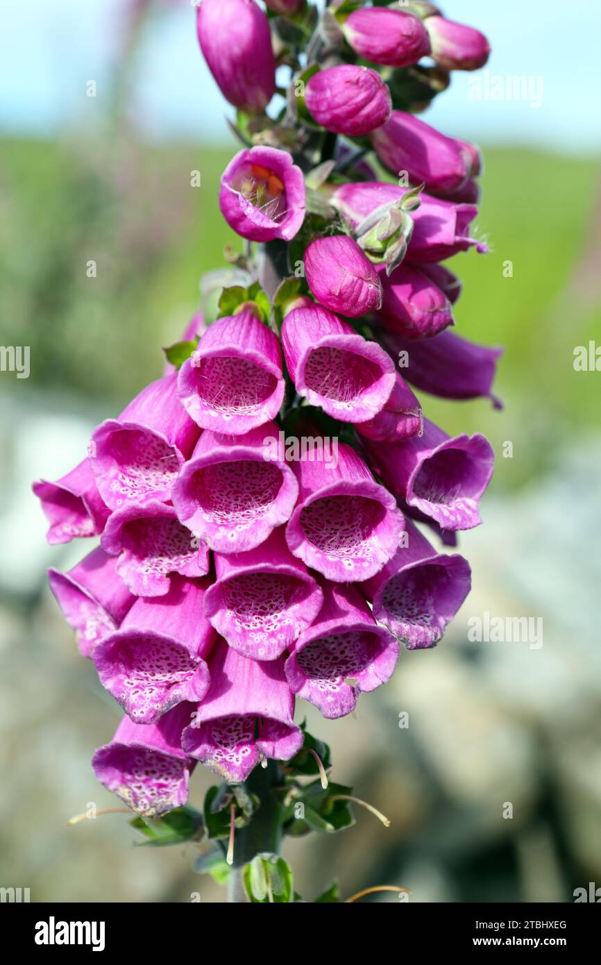 Foxglove plant close up hi-res stock photography and images - Alamy