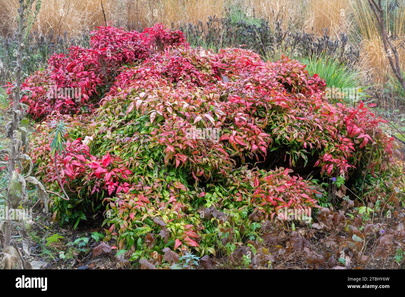 Heavenly bamboo (Nandina domestica 'Pygmaea'), showing red coloured ...