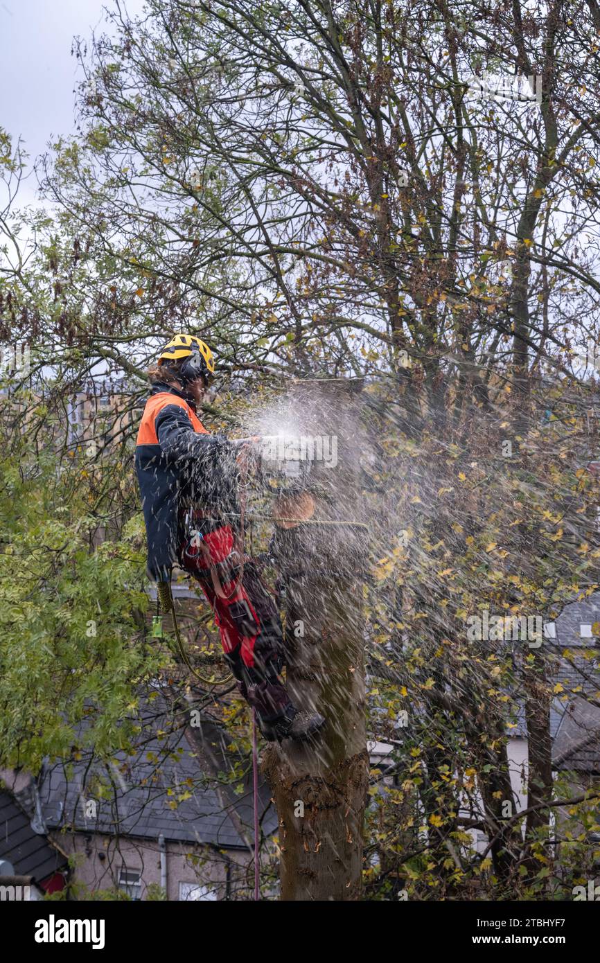 Tree surgeon at work with a chainsaw up a tree.He is wearing a safety ...