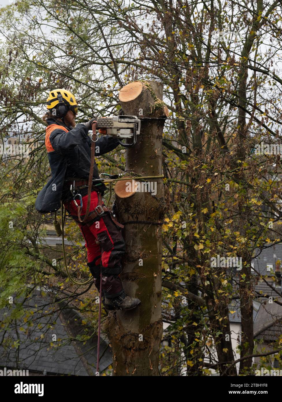 Tree surgeon at work with a chainsaw up a tree.He is wearing a safety ...