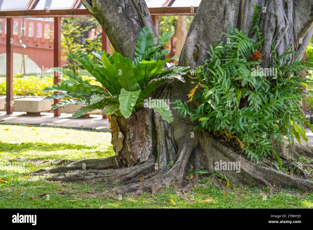 Great green bush of fern in the park. Ferns leaves green foliage ...