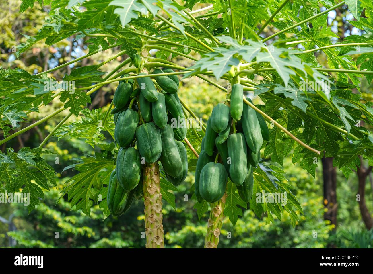 Big ripening green papaya fruits papayas on the tree with big green ...