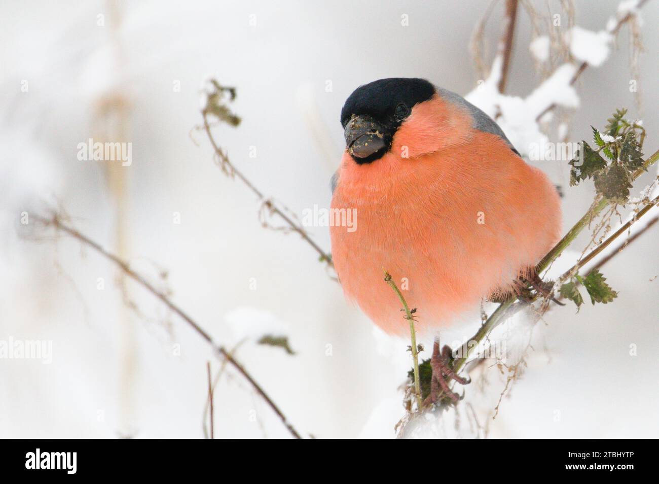 Pyrrhula pyrrhula aka eurasian bullfinch male. Lovely common colorful ...