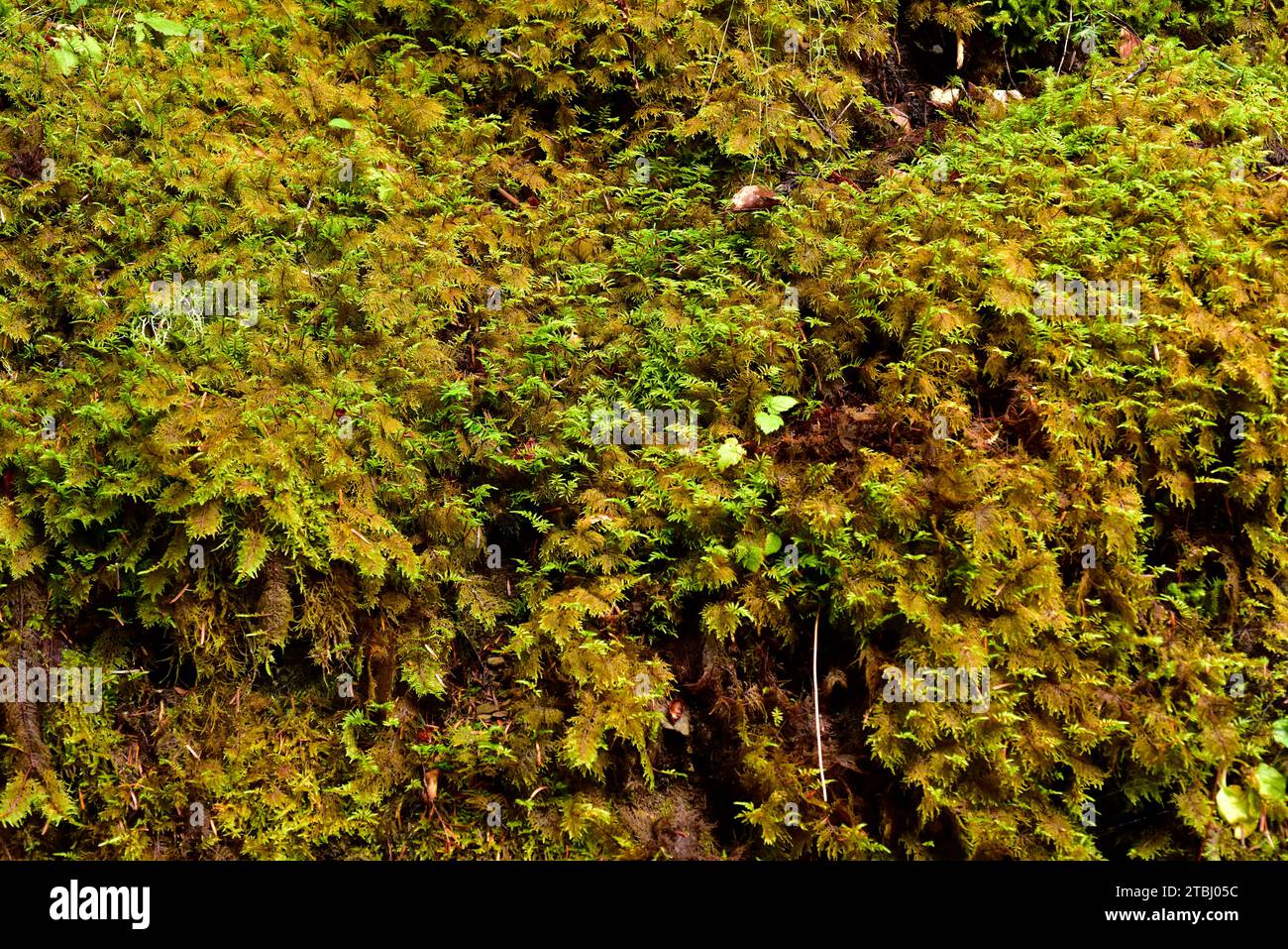 Glittering wood moss or mountain fern moss (Hylocomium splendens) is a ...