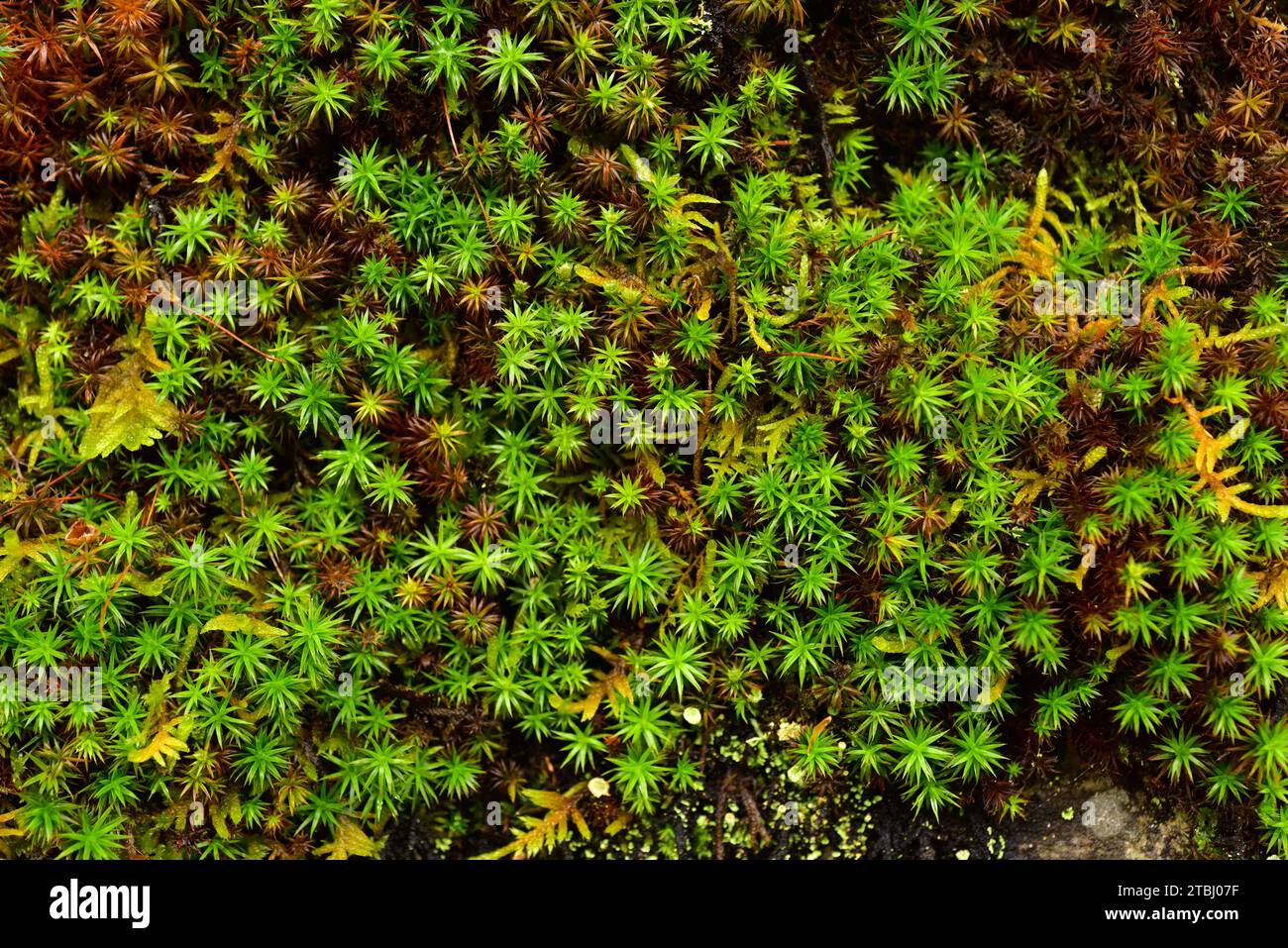 Common haircap (Polytrichum commune) is a cosmopolitan species of moss ...
