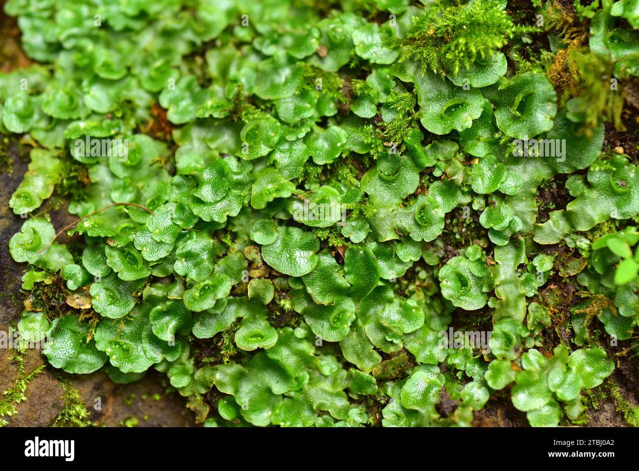 Crescent cup liverwort lunularia cruciata hi-res stock photography and ...