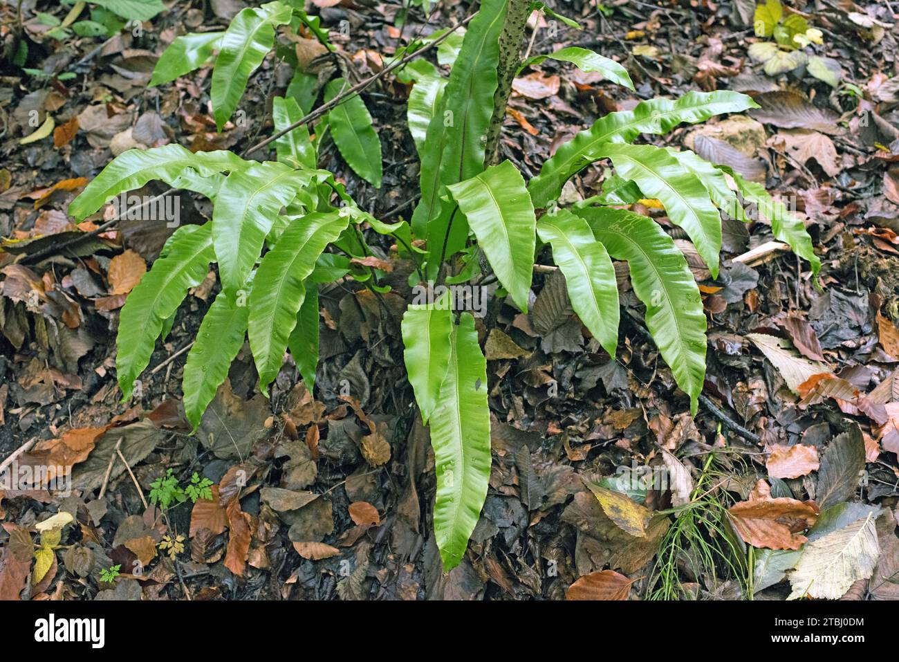 Phyllites scolopendrium hi-res stock photography and images - Alamy