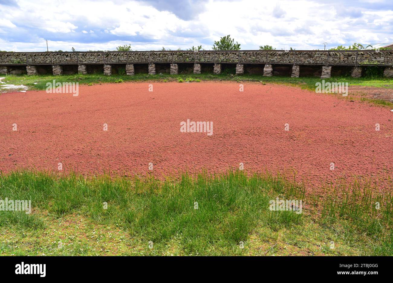 Water fern (Azolla filiculoides) is an aquatic fern native to America ...