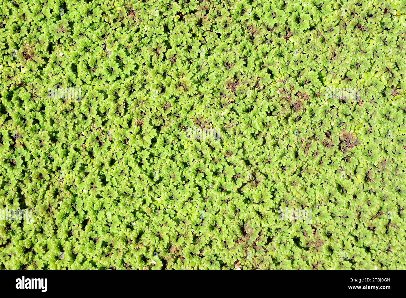 Water fern (Azolla filiculoides) is an aquatic fern native to America ...
