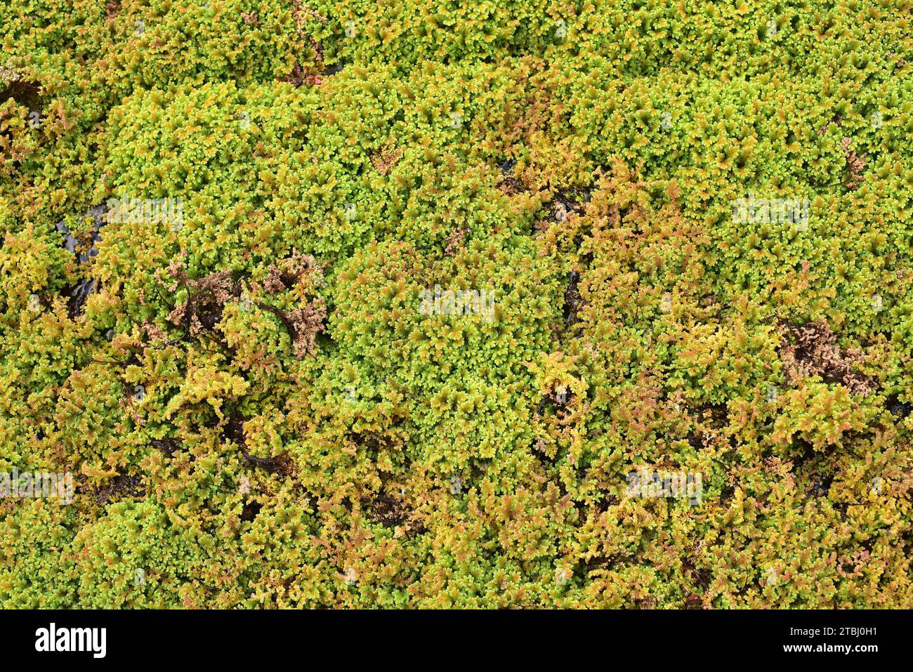 Water fern (Azolla filiculoides) is an aquatic fern native to America ...