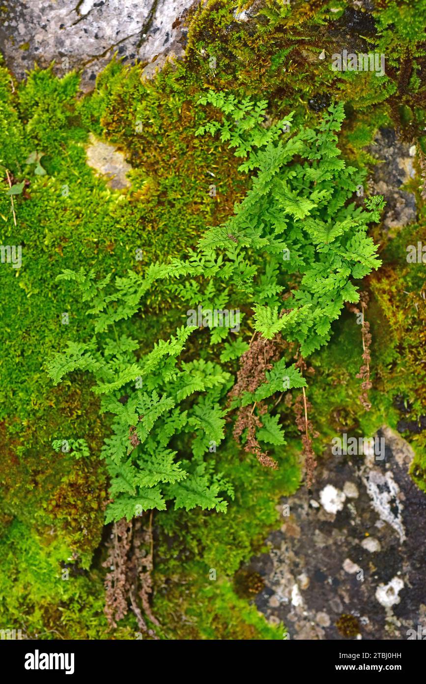 Fragile fern (Cystopteris fragilis) is a cosmopolitan fern. This photo ...