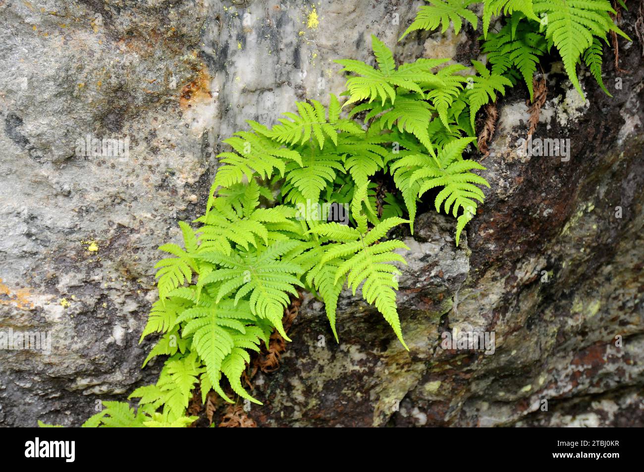 Long beech fern (Phegopteris connectilis) is a fern native to Northern ...