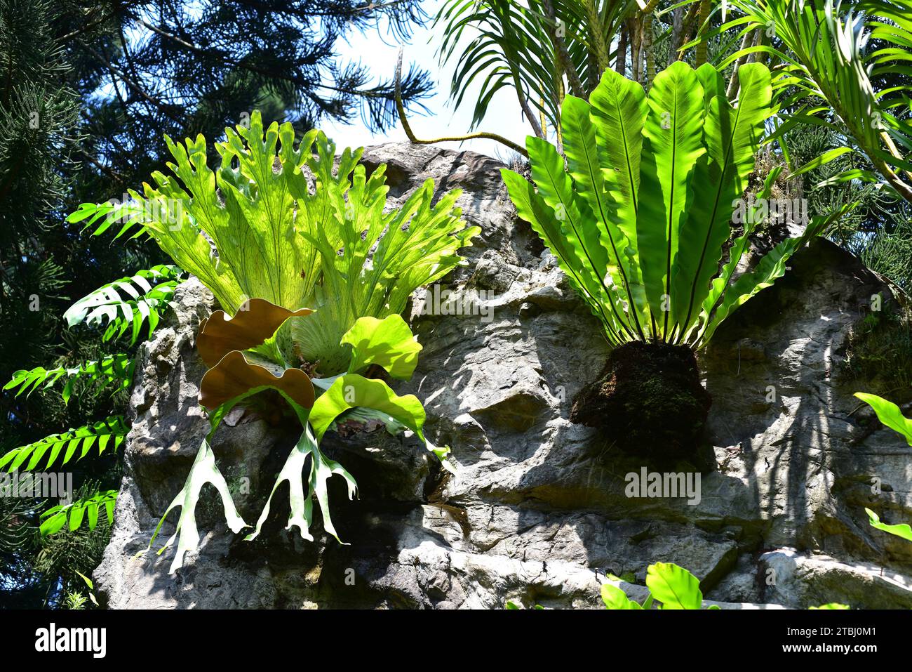 Elkhorn fern (Platycerium bifurcatum) on left and nest fern (Asplenium ...