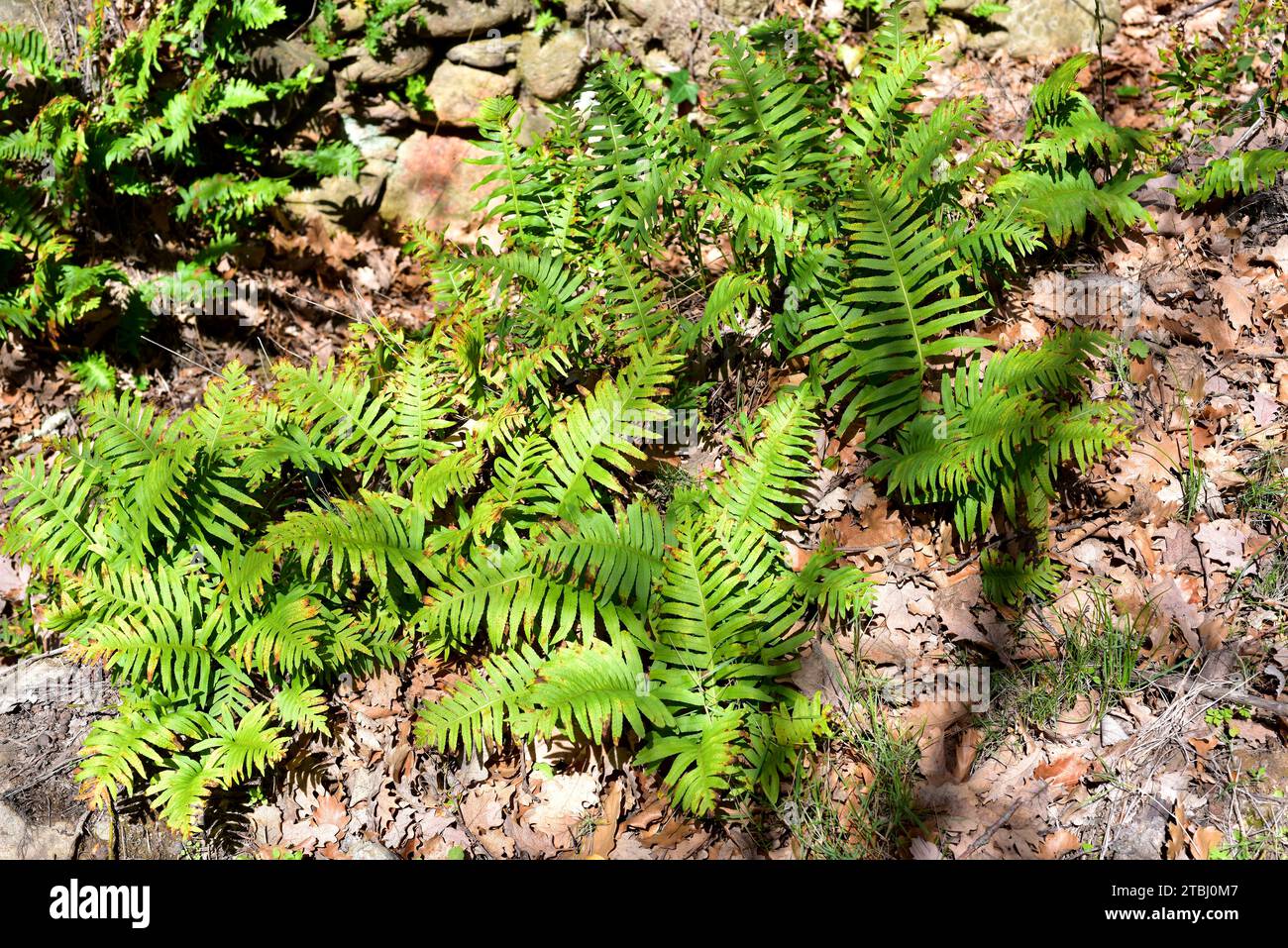 Common polypody (Polypodium vulgare) is afern native to western Europe ...