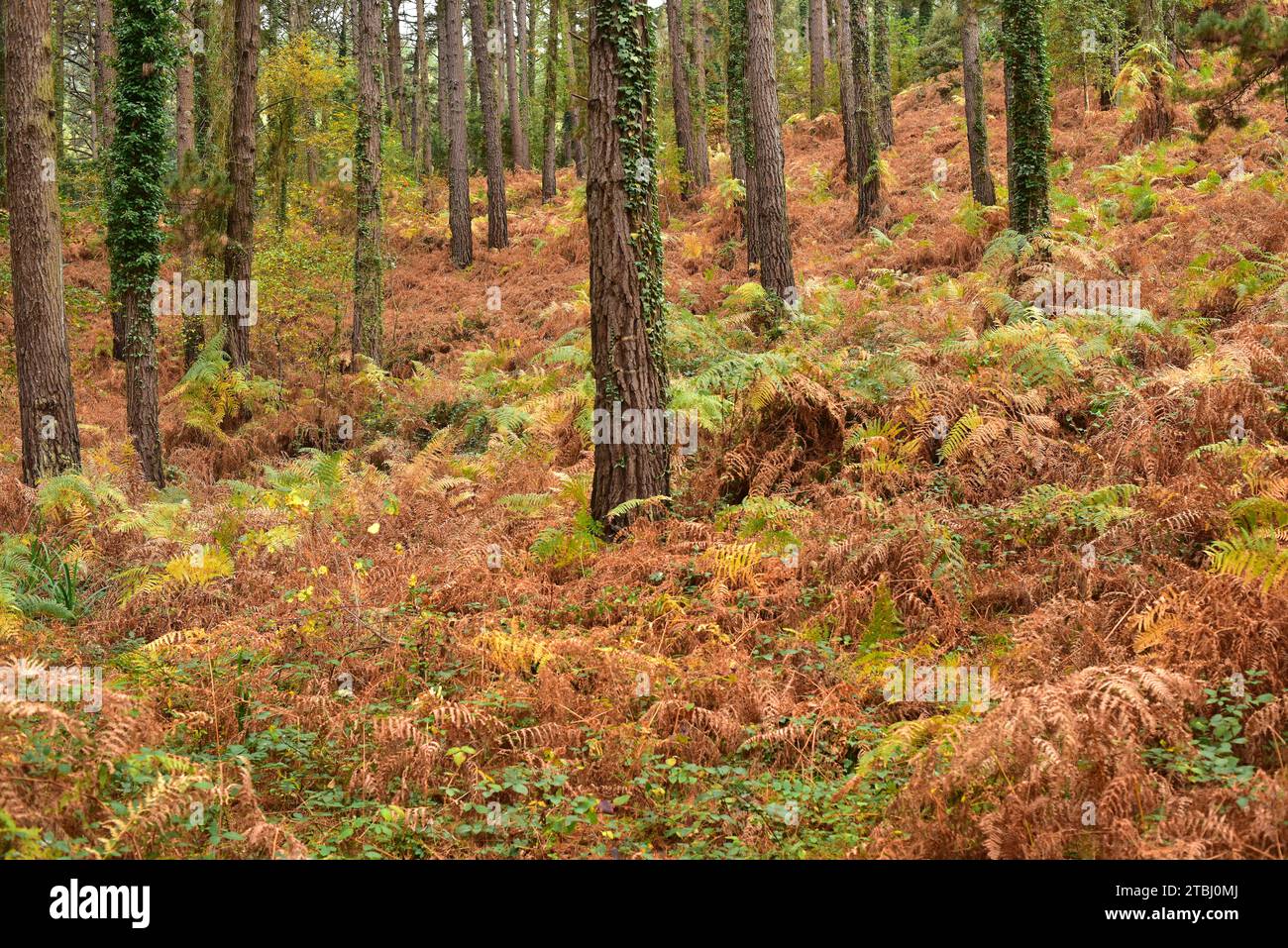 Common braken (Pteridium aquilinum) is a fern native to temperate ...