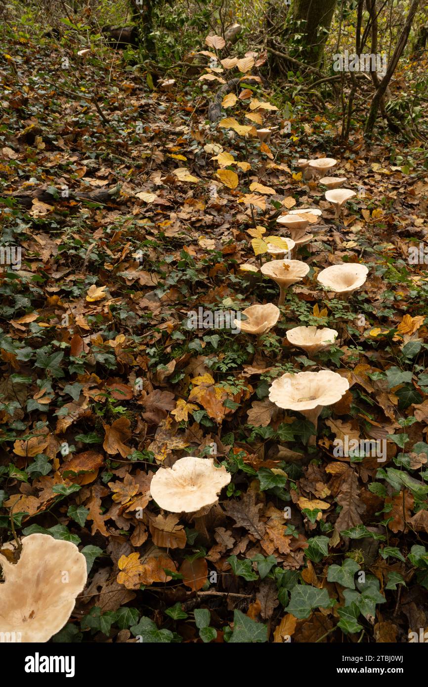 Trooping Funnel: Cltocybe geotropa. Ebernoe, Sussex, UK. Ancient mixed ...
