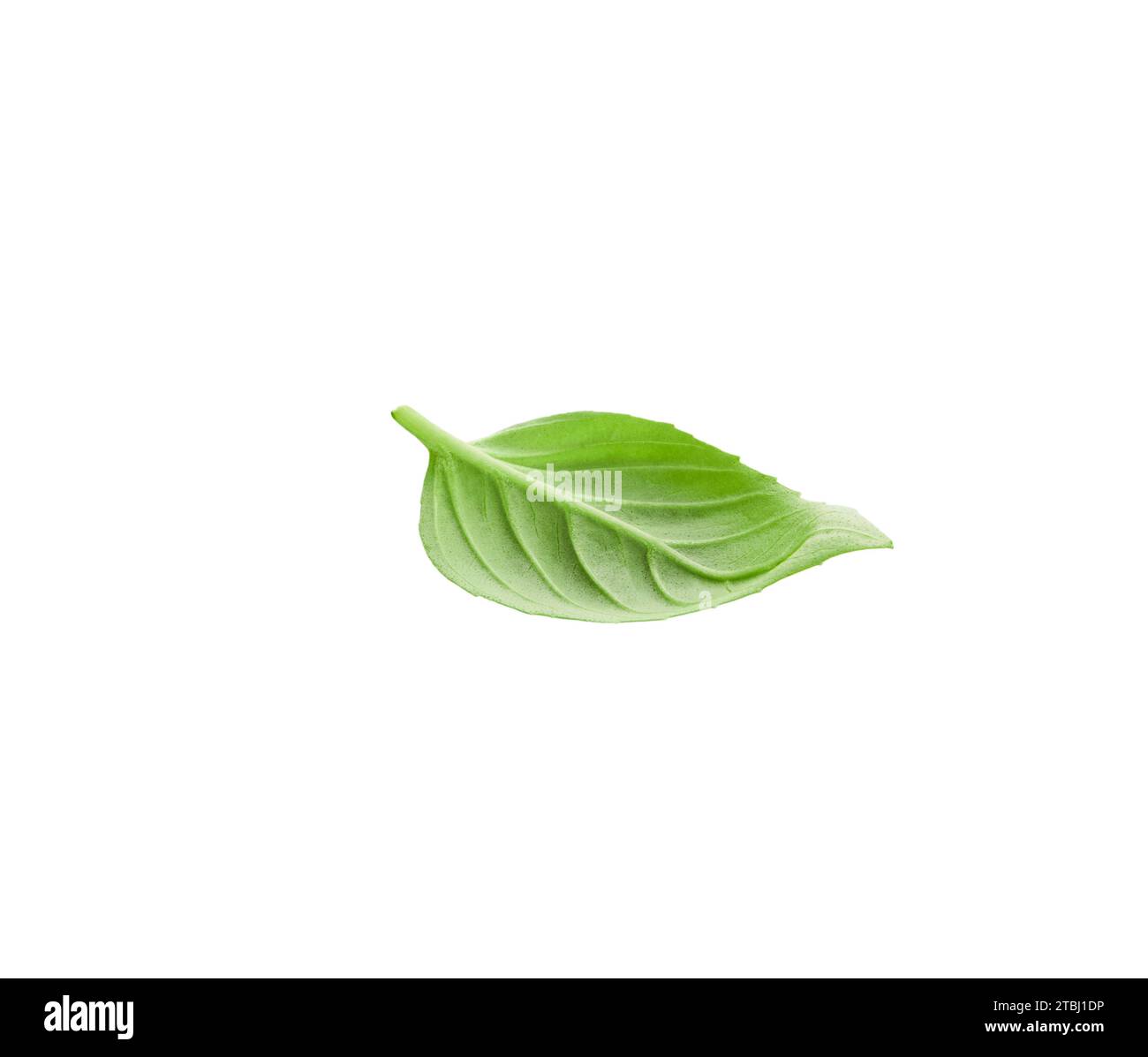 Basil isolated. Basil green fresh leaf flat lay isolated on white background. Few pieces or ...