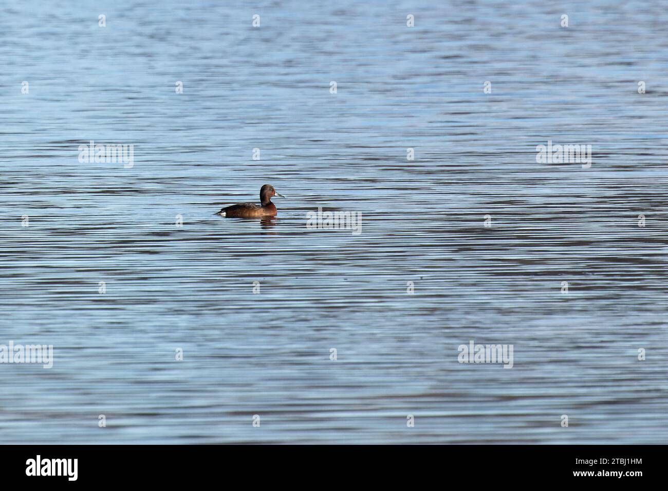 Ferruginous Duck (Aythya nyroca) female Filby Broad Norfolk December ...