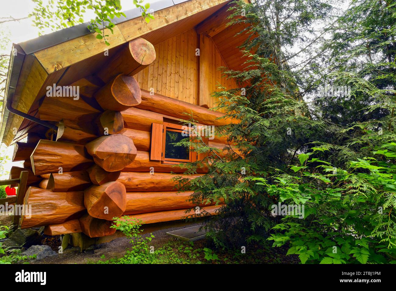 Log cabin made by huge tree trunks Stock Photo - Alamy