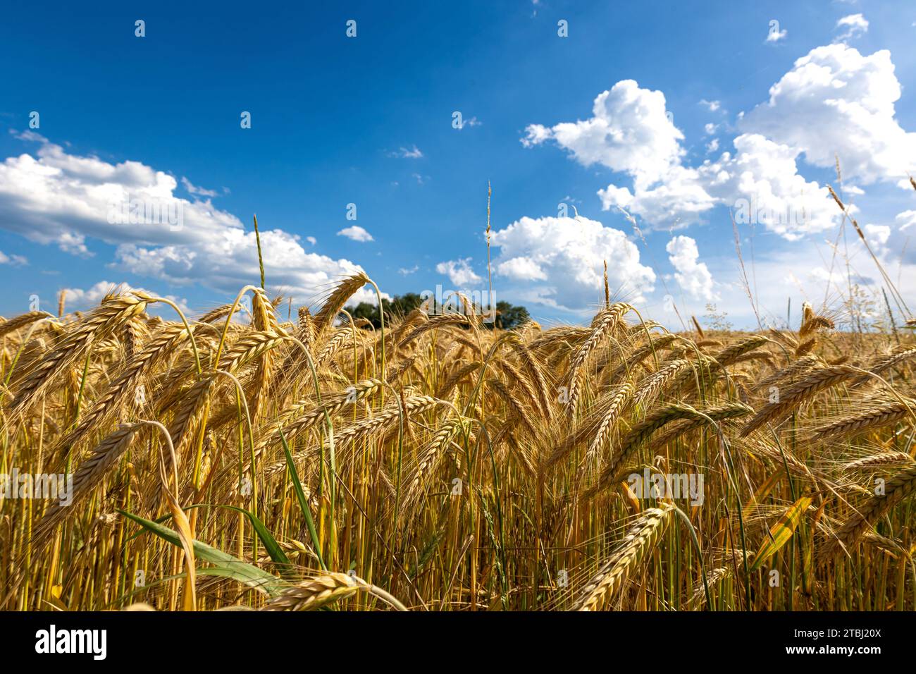 Golden wheat field and sunset sky, landscape of agricultural grain ...
