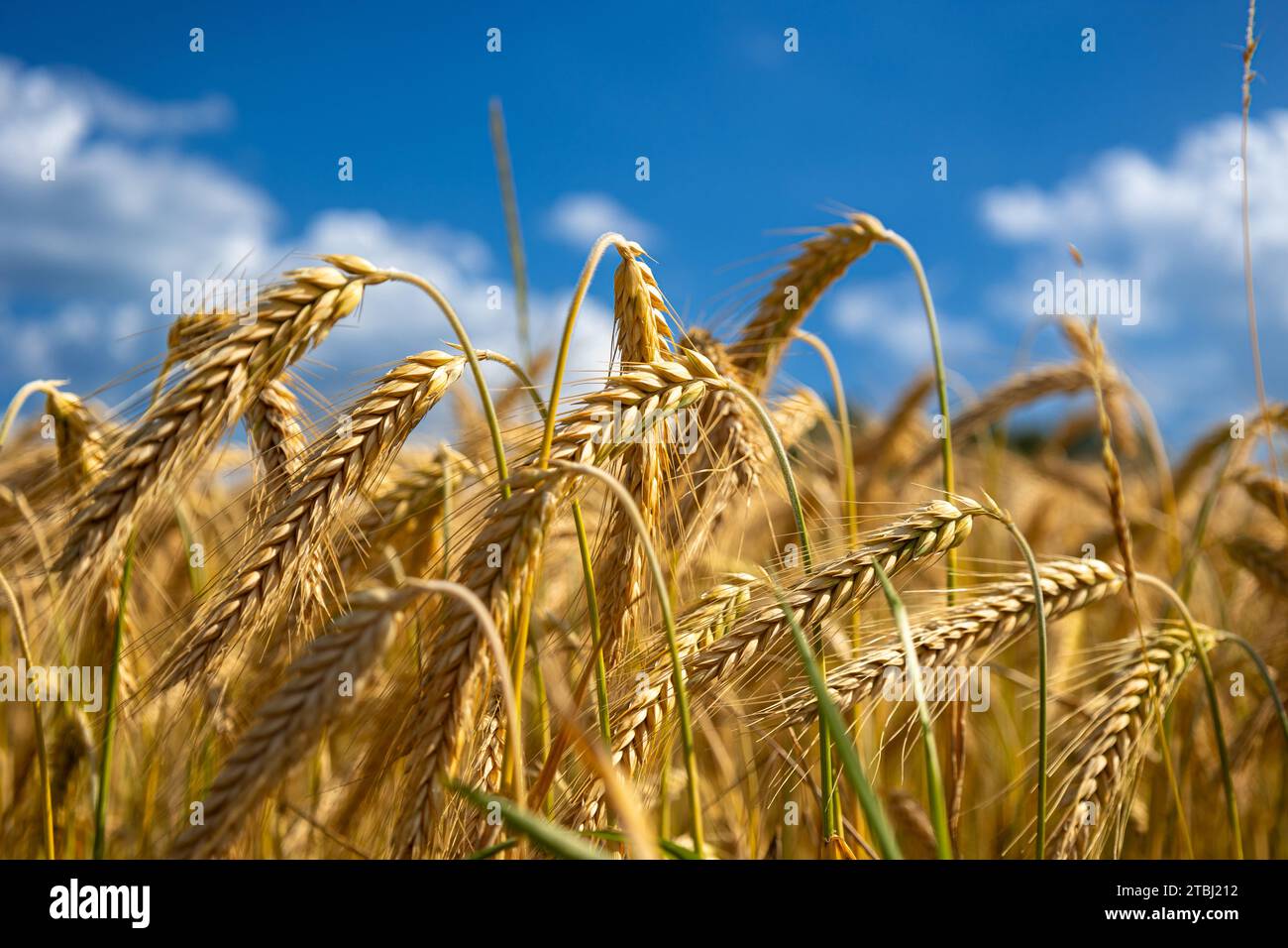Golden wheat field and sunset sky, landscape of agricultural grain ...