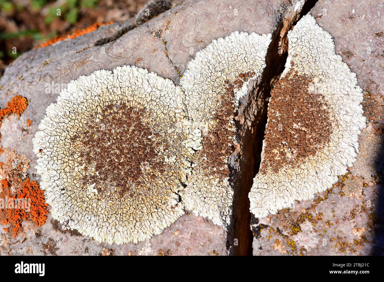 Caloplaca erythrocarpa hi-res stock photography and images - Alamy