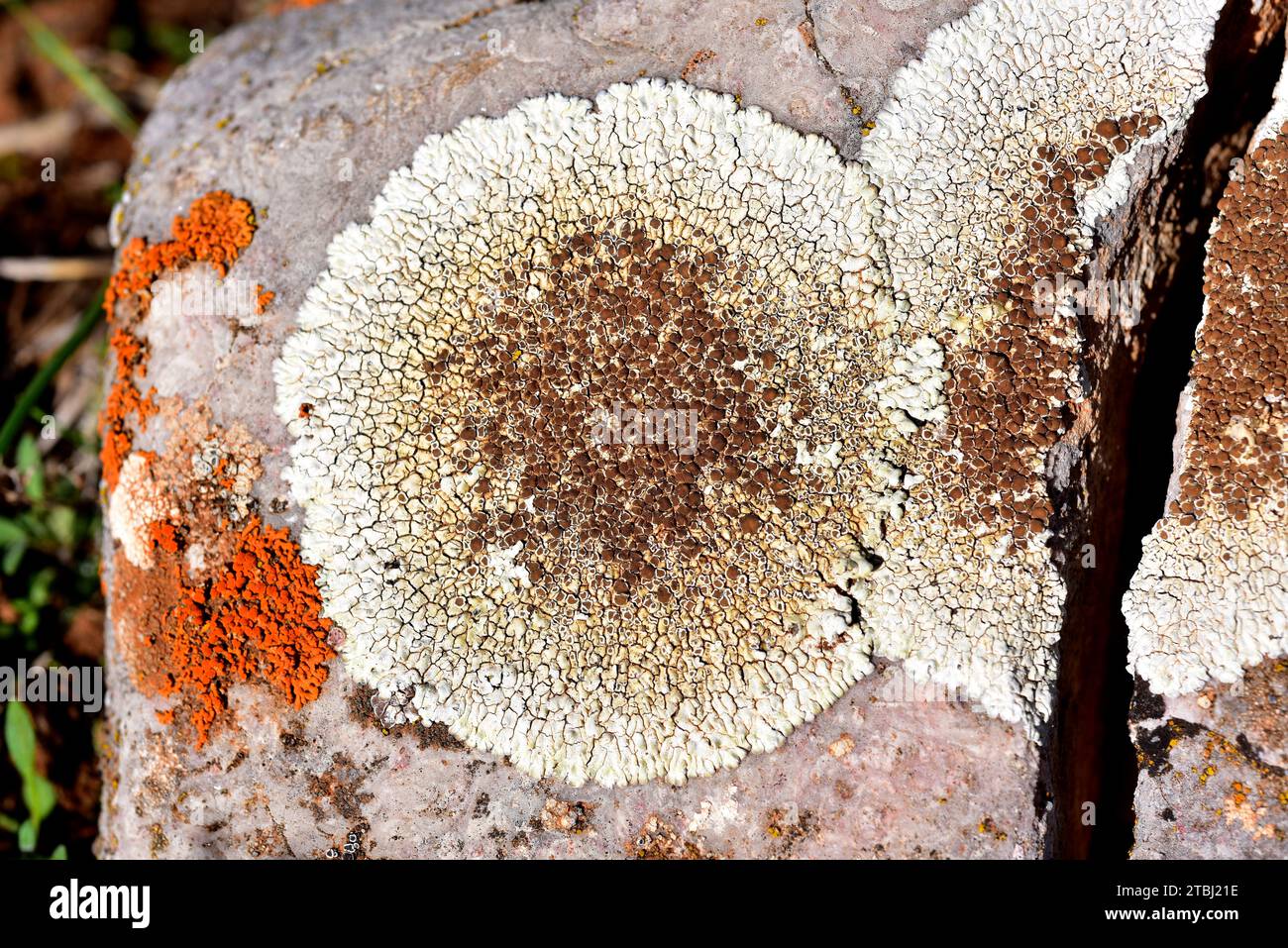 Caloplaca erythrocarpa hi-res stock photography and images - Alamy