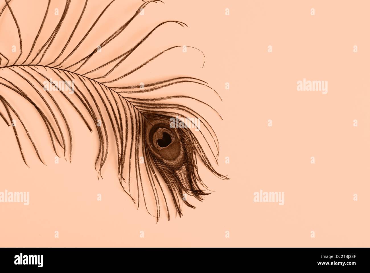 Peacock plume on colored in trendy peach fuzz color background Stock ...