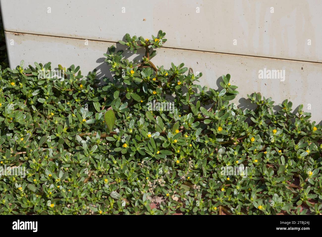 Portulak, in den Fugen, Ritzen zwischen Pflastersteinen, Gemüse ...