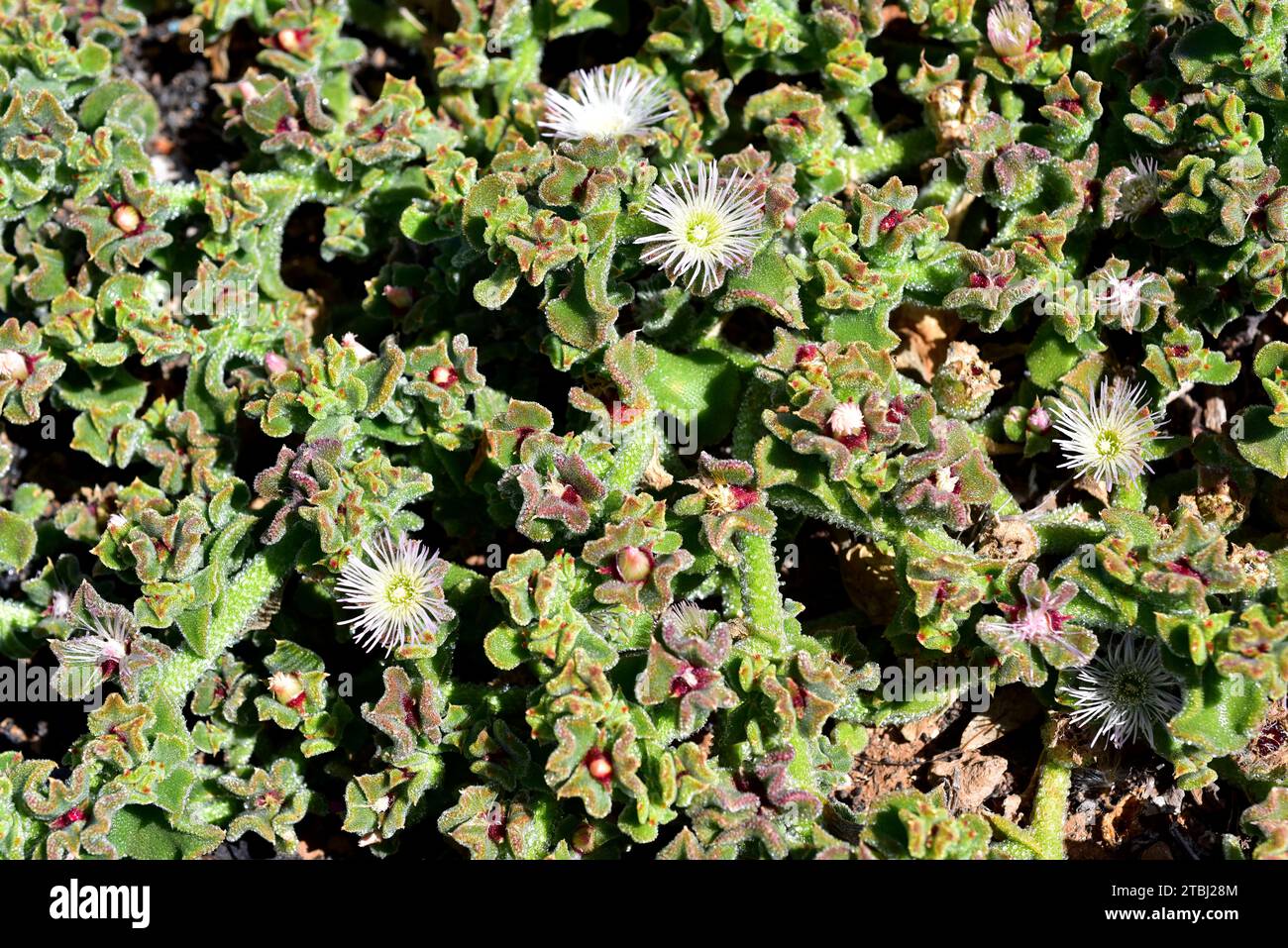 Bladder cells cells hi-res stock photography and images - Alamy