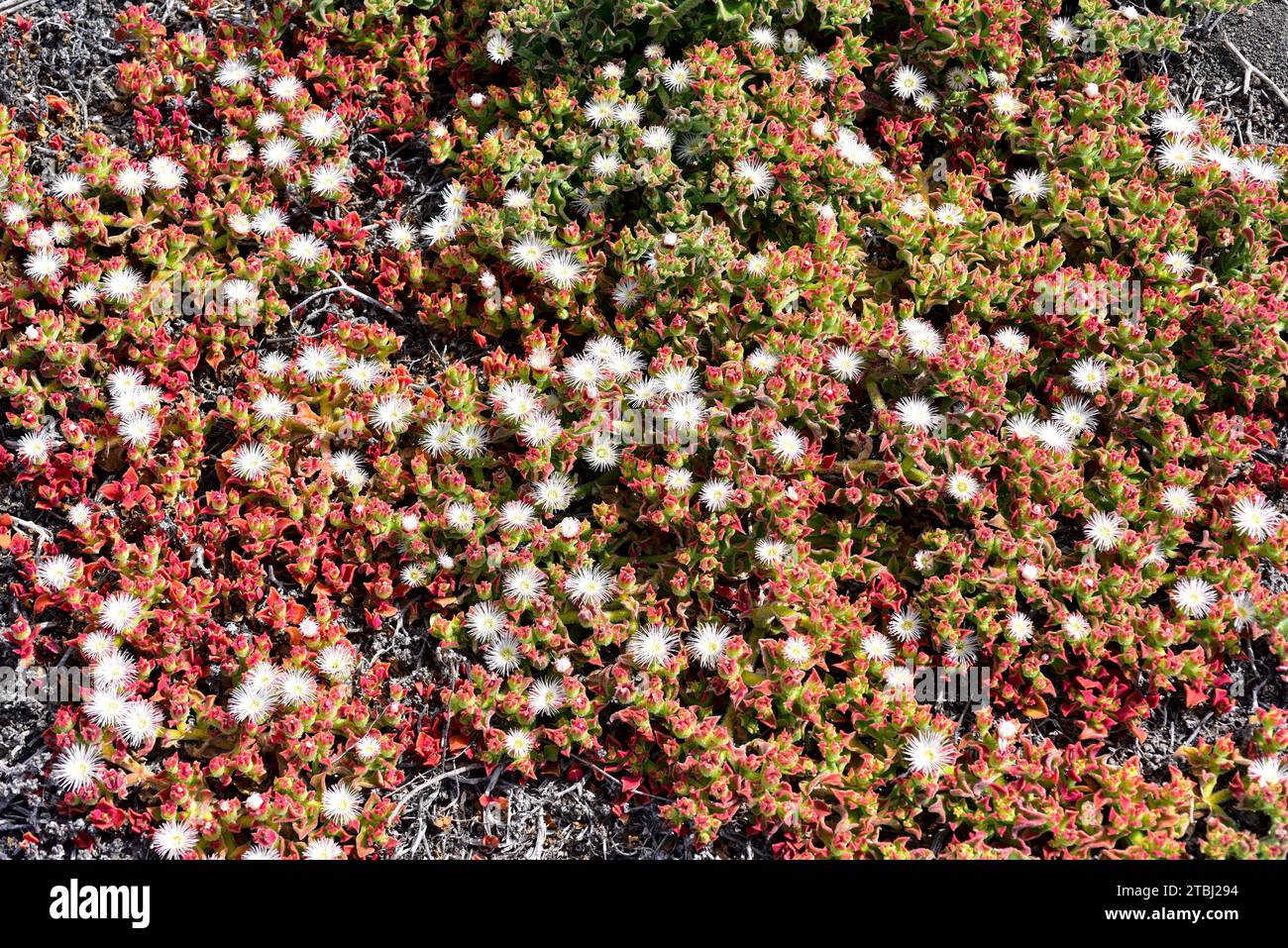 Bladder cells cells hi-res stock photography and images - Alamy