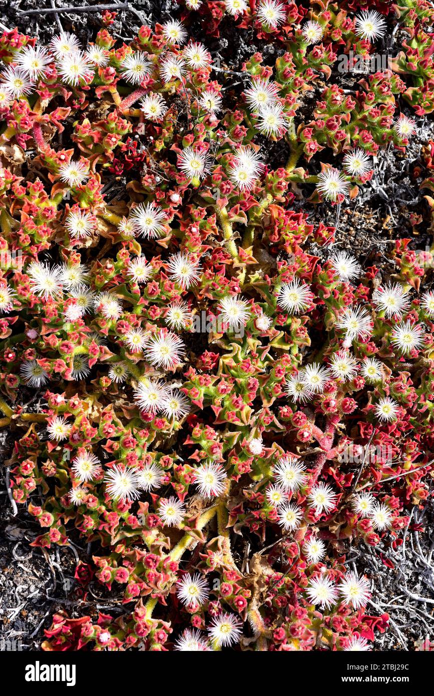 Bladder cells cells hi-res stock photography and images - Alamy