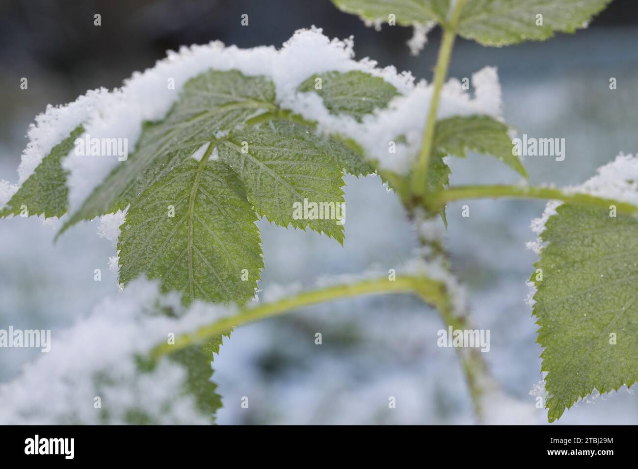 Wilde Himbeere, Himbeere, Rubus idaeus, Raspberry, Rasp-berry, La ...