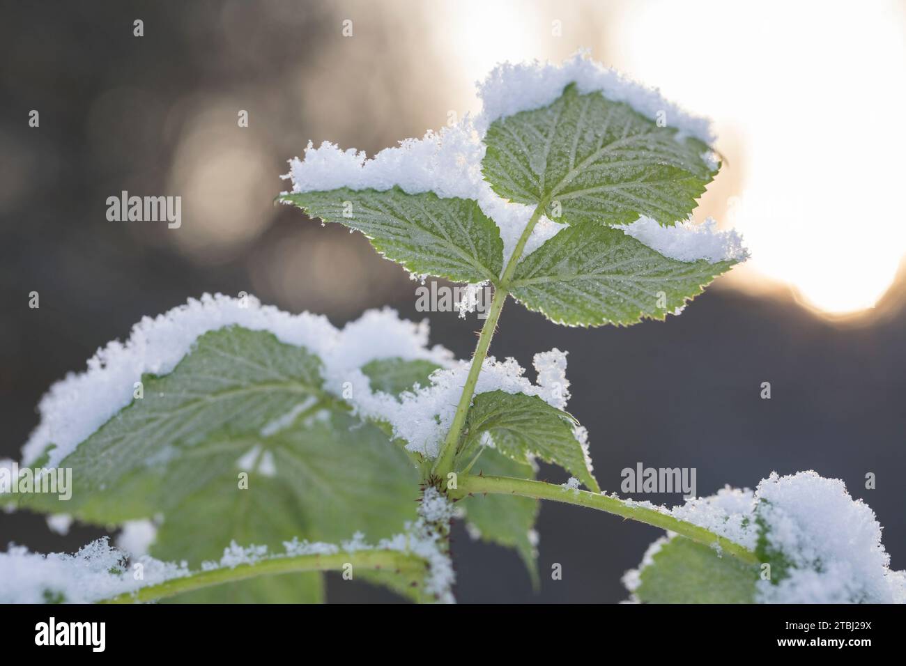 Blätter im raureif hi-res stock photography and images - Alamy