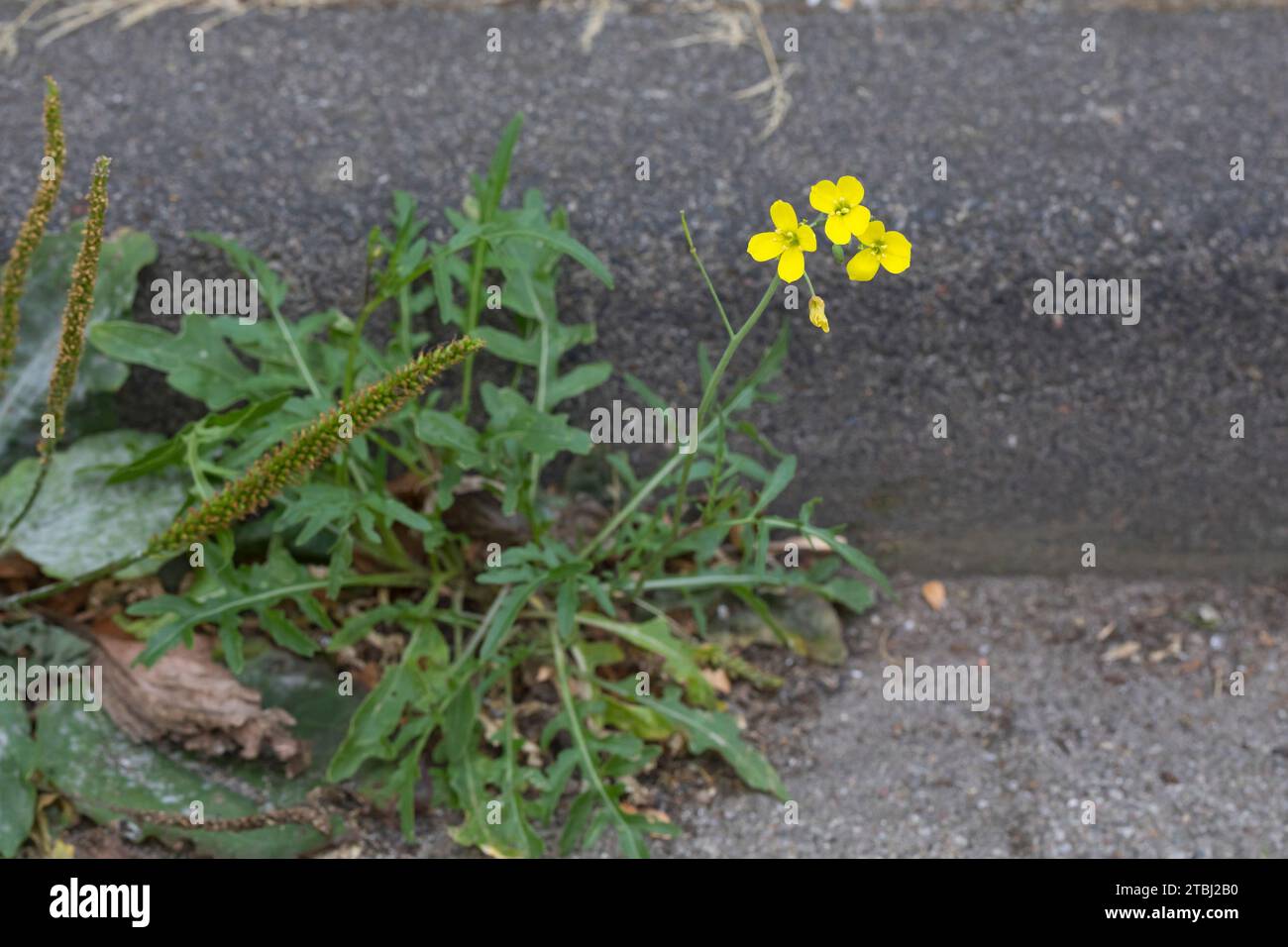 Schmalblattriger doppelsame hi-res stock photography and images - Alamy