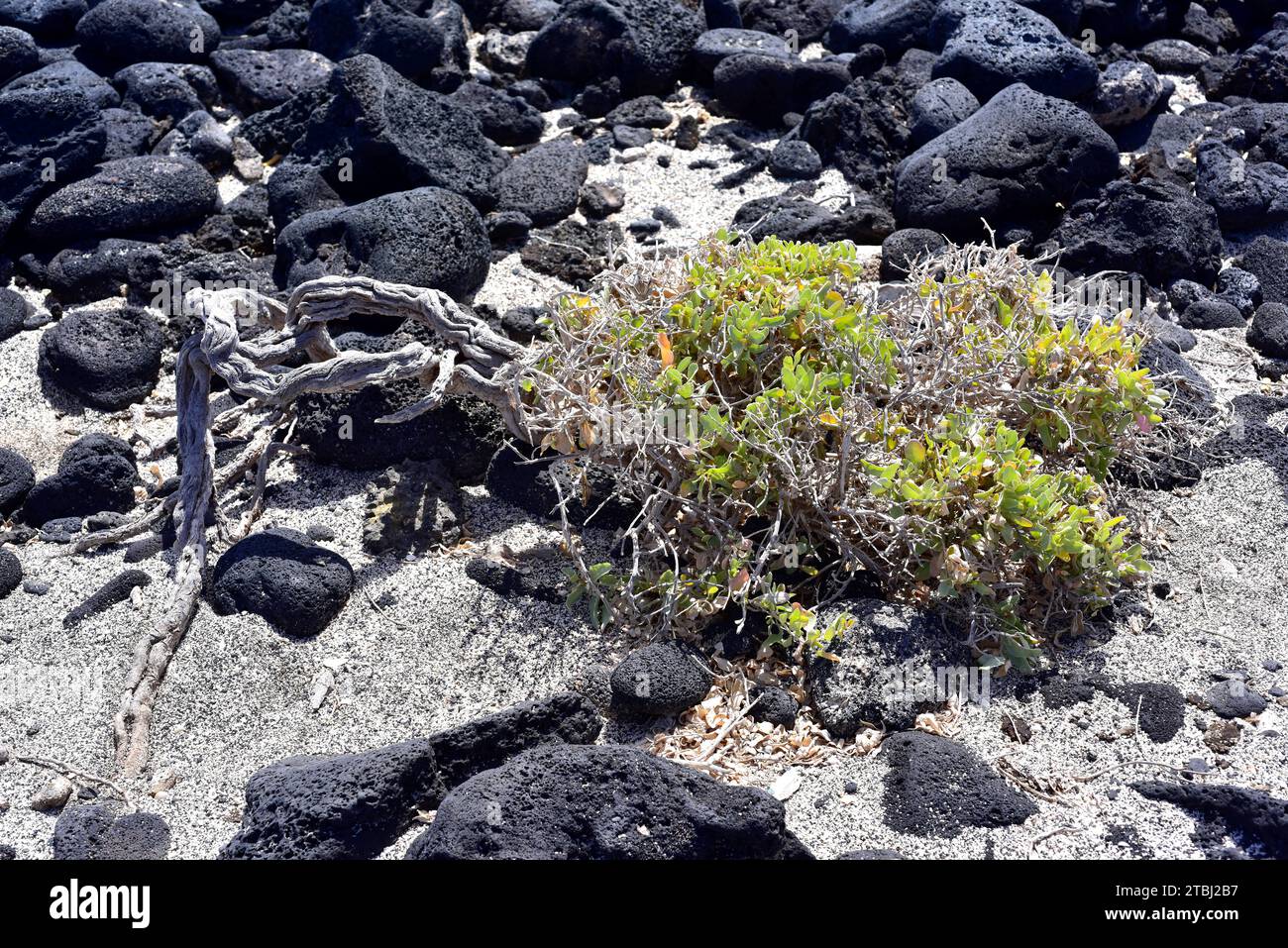 Atriplex glauca is a subshrub native to arid zones of the Mediterranean ...
