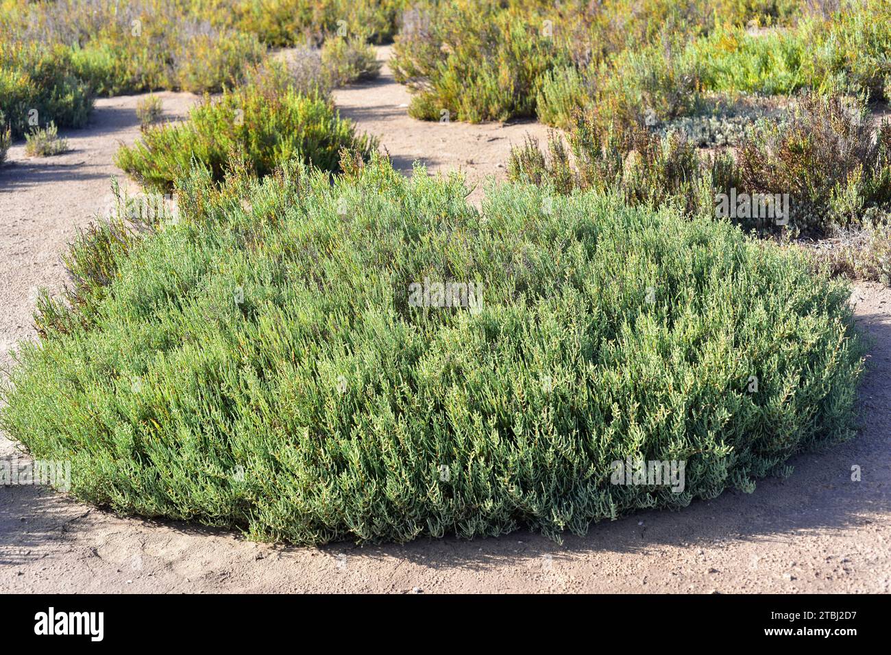 Saltworsts hi-res stock photography and images - Alamy