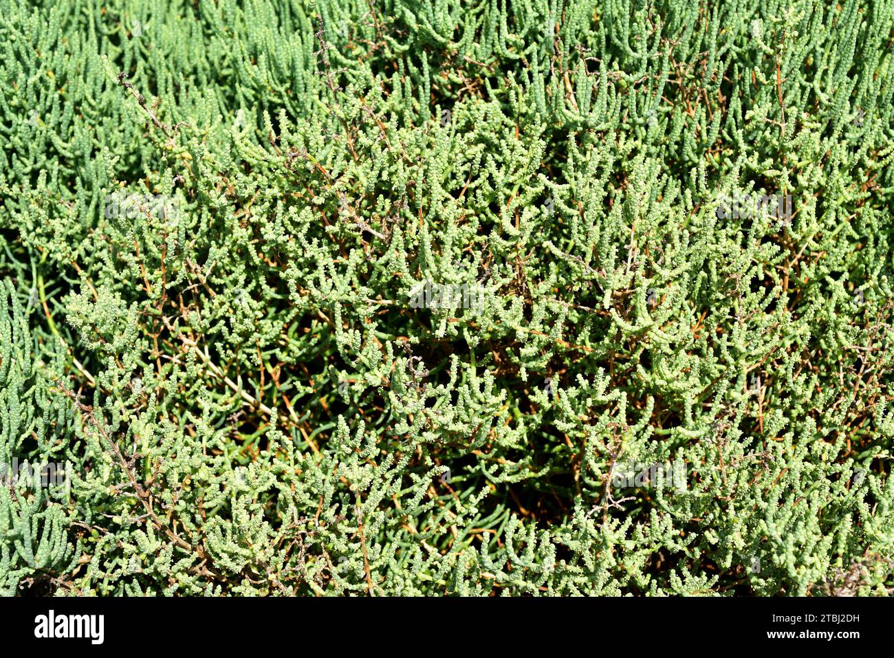 Glassworsts hi-res stock photography and images - Alamy