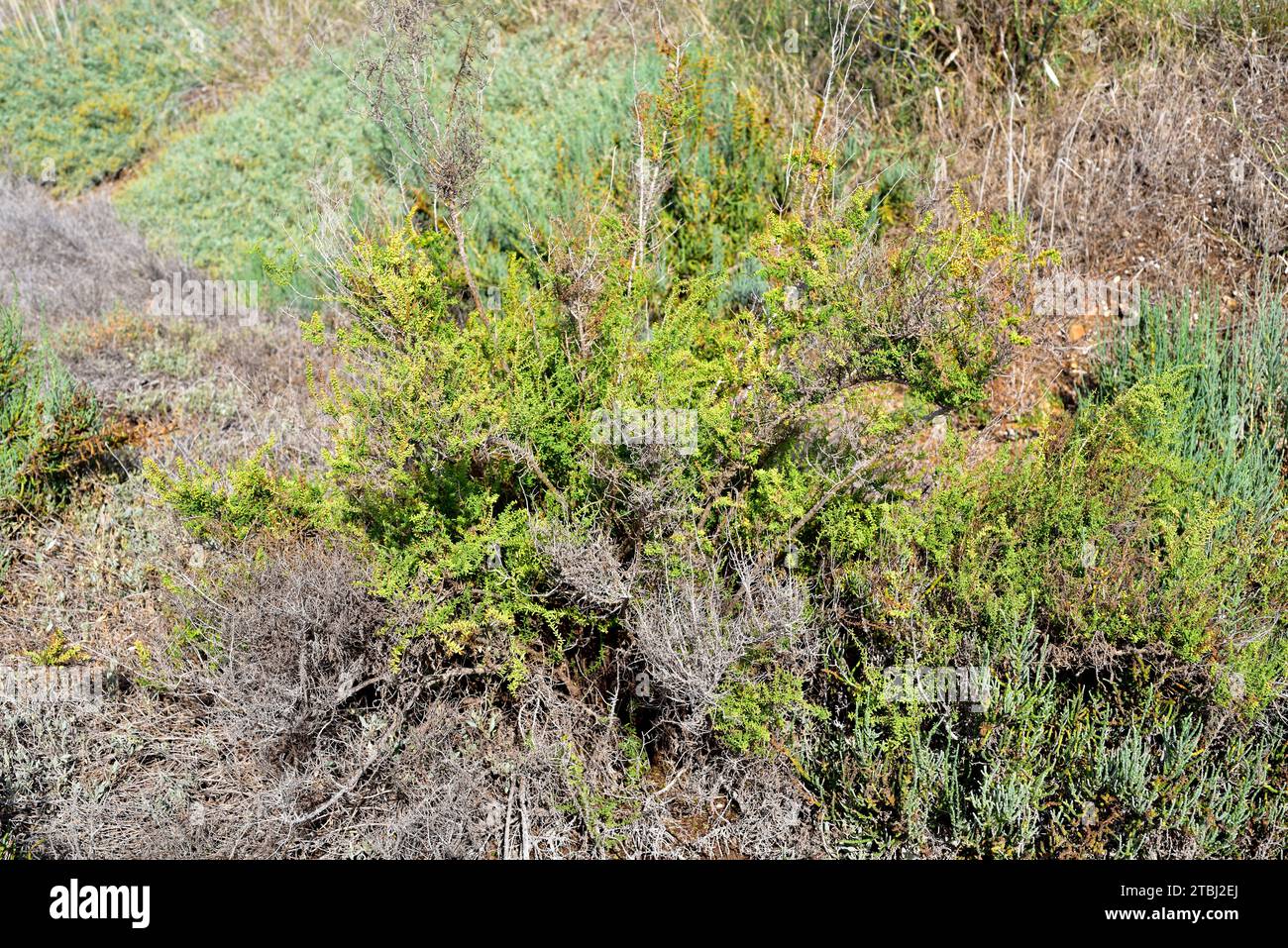 Alkali seepweed or shrubby sea-blite (Suaeda vera) is an halophyte ...