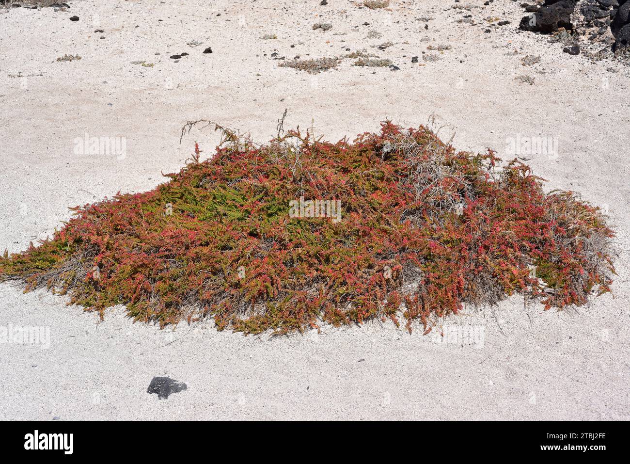 Seepweed hi-res stock photography and images - Alamy