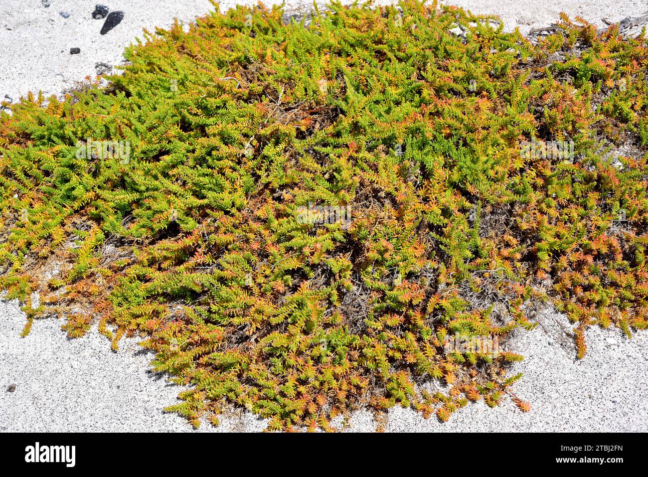 Alkali seepweed or shrubby sea-blite (Suaeda vera) is an halophyte ...