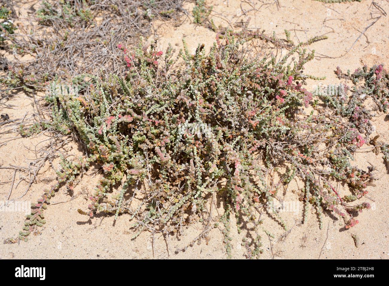 Traganum moquinii is an halophyte shrub native to northern Africa and ...