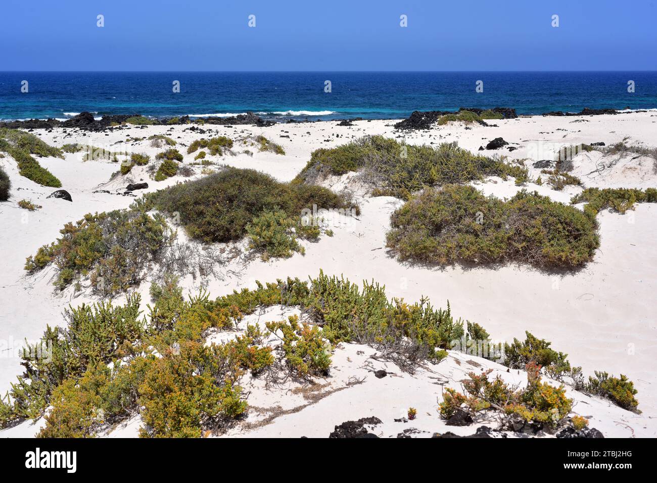 Traganum moquinii is an halophyte shrub native to northern Africa and ...
