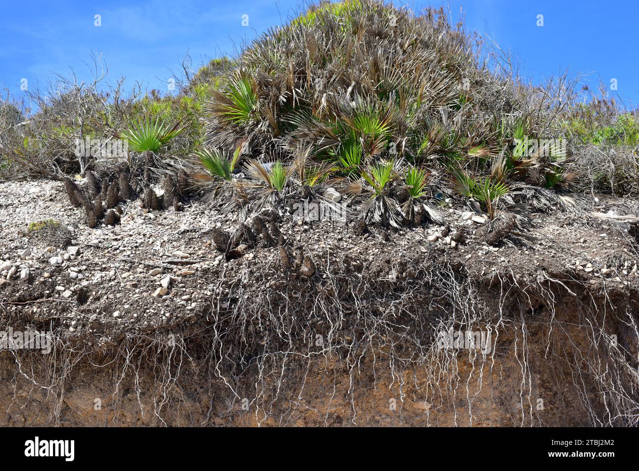 Margallo chamaerops humilis hi-res stock photography and images - Alamy