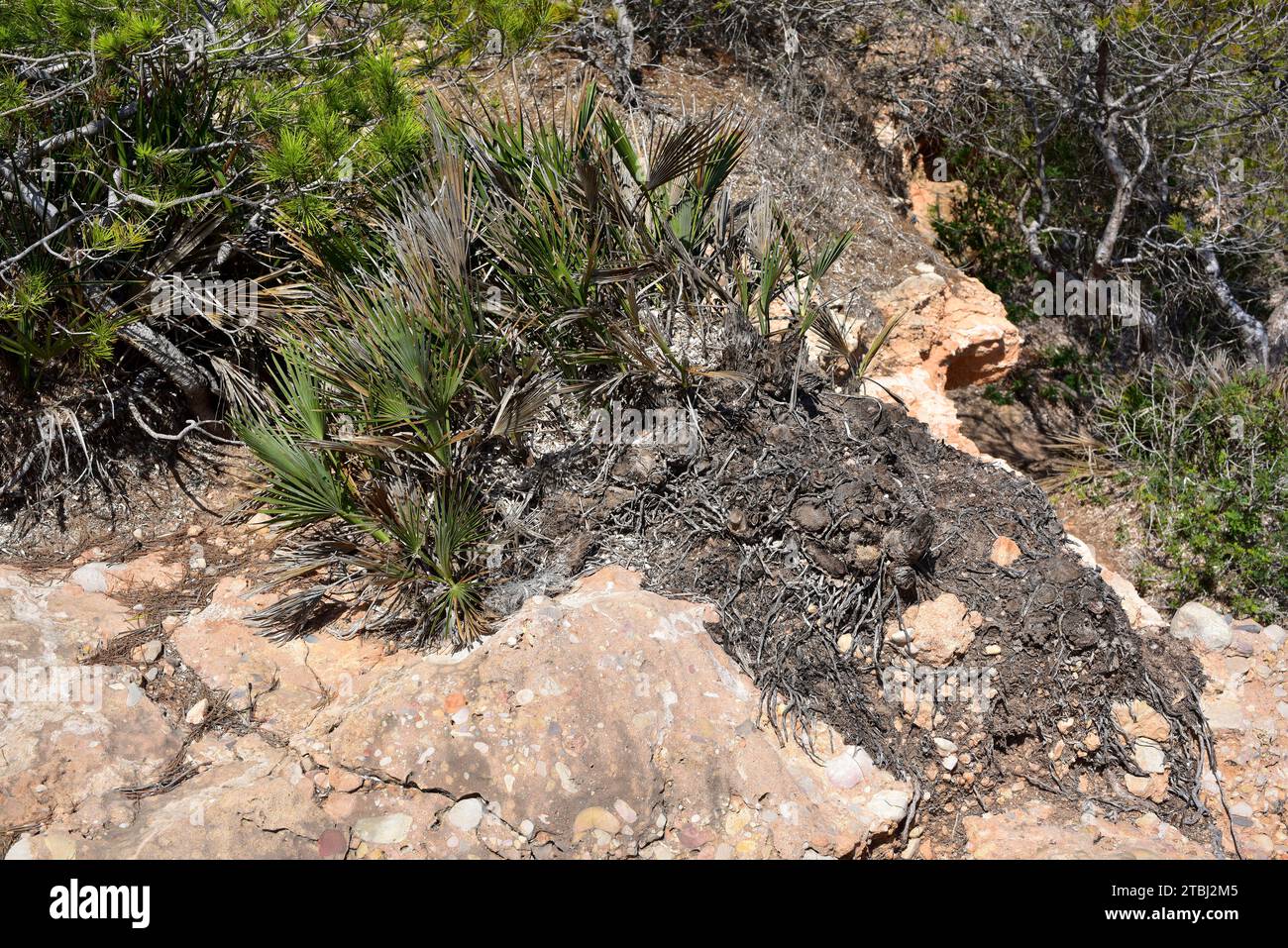 Margallo chamaerops humilis hi-res stock photography and images - Alamy